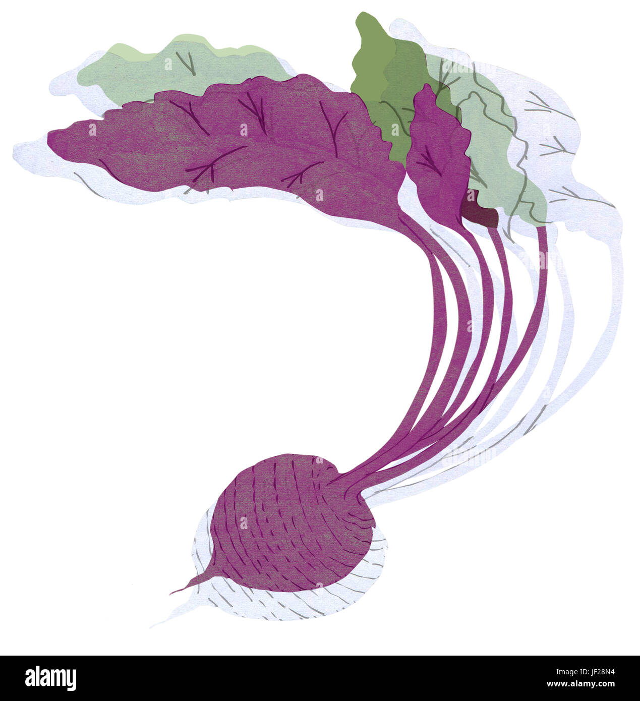 Beetroot drawing hi-res stock photography and images - Alamy