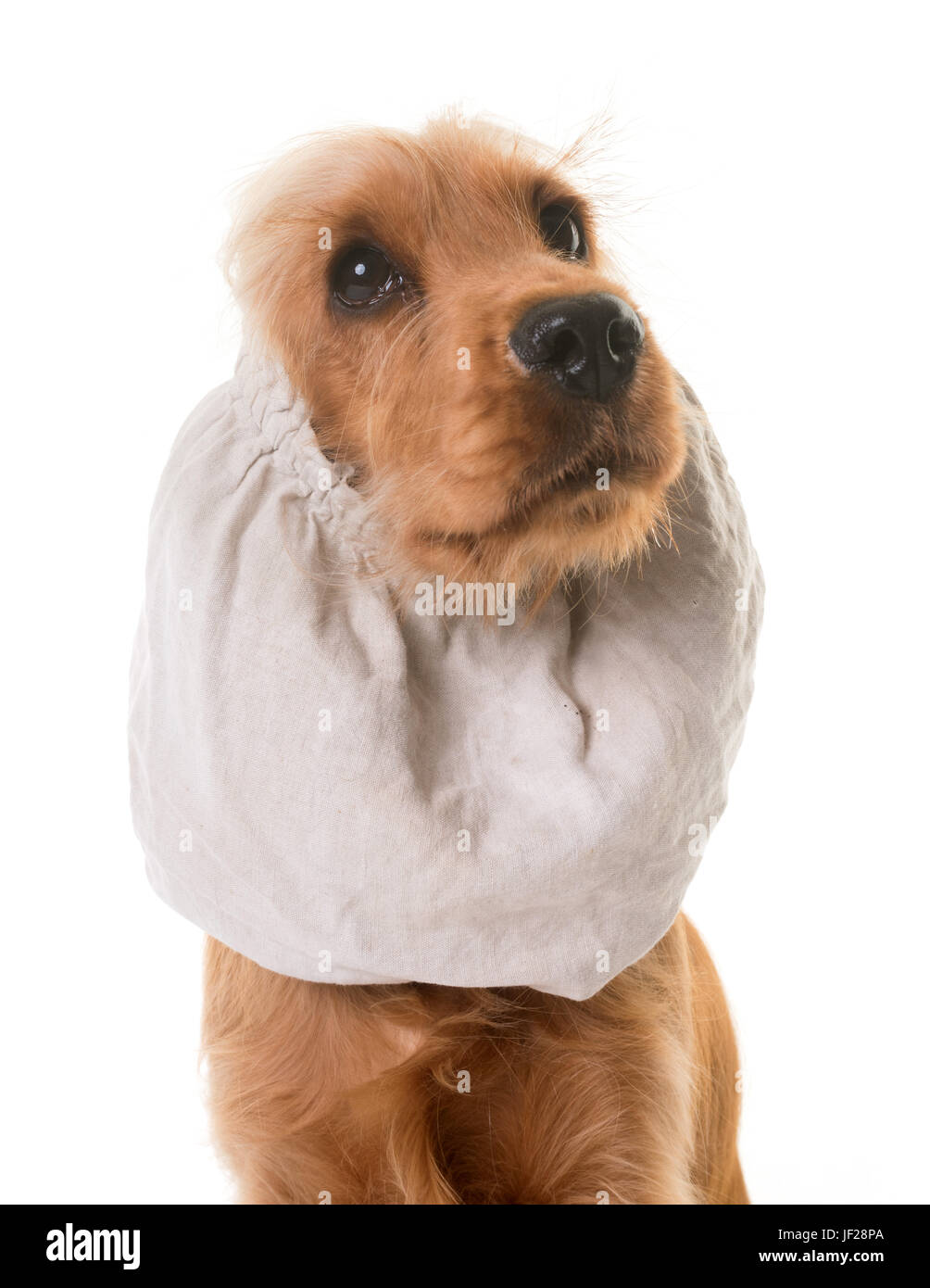 cocker spaniel and snood in front of white background Stock Photo - Alamy