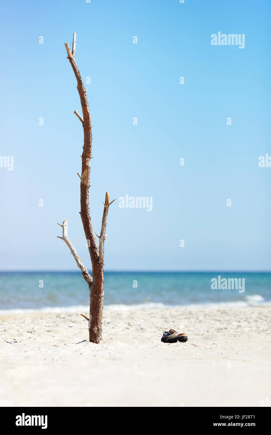 Dead tree on beach Stock Photo - Alamy