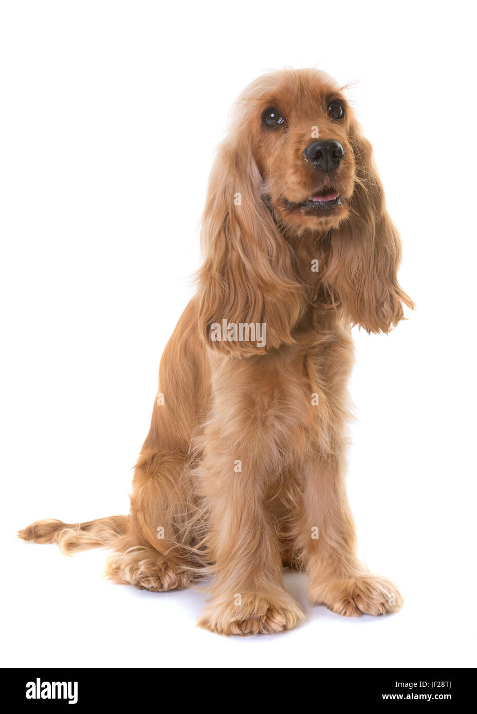 cocker spaniel in front of white background Stock Photo - Alamy