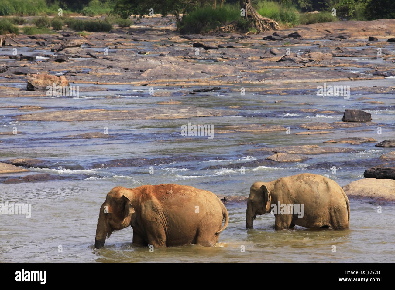 Family of Indian elephants Stock Photo - Alamy
