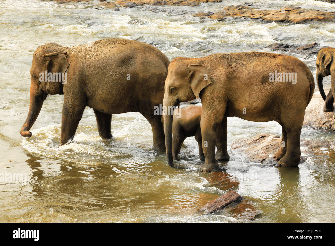 Family of Indian elephants Stock Photo - Alamy