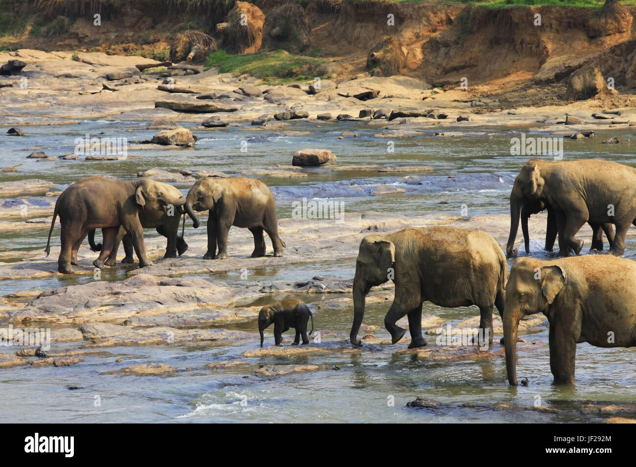 Family of Indian elephants Stock Photo - Alamy