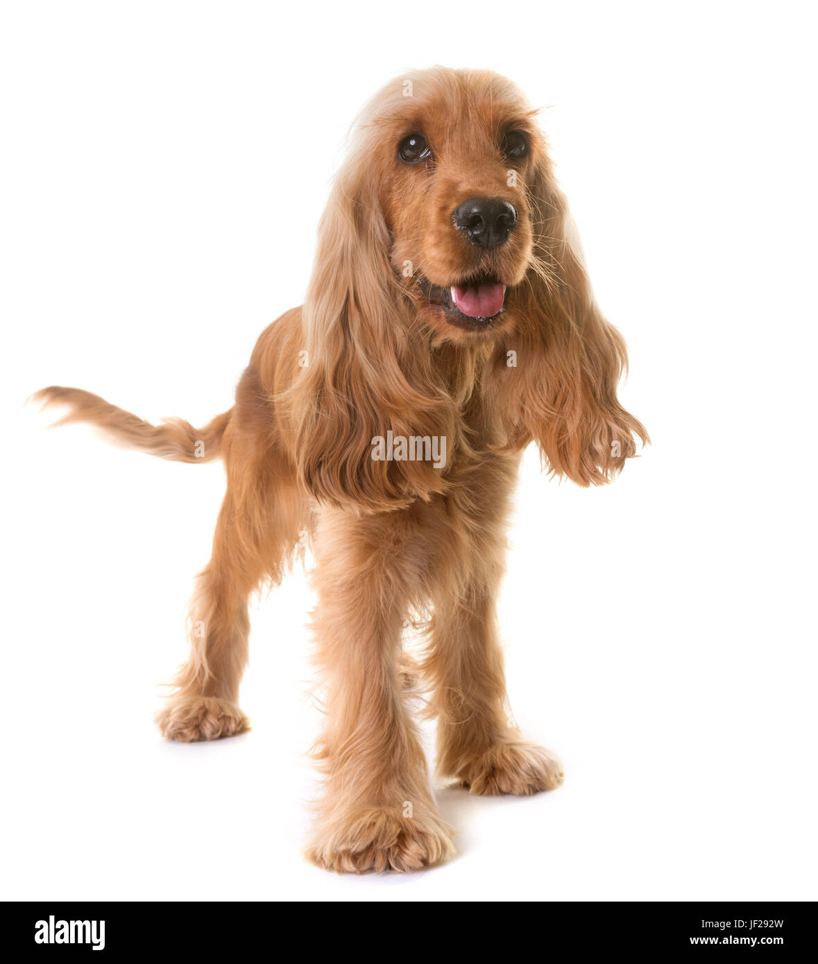 cocker spaniel in front of white background Stock Photo - Alamy