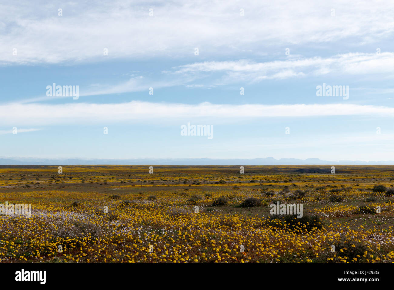 Huge open empty flat green landscape in Tankwa Karoo Stock Photo - Alamy