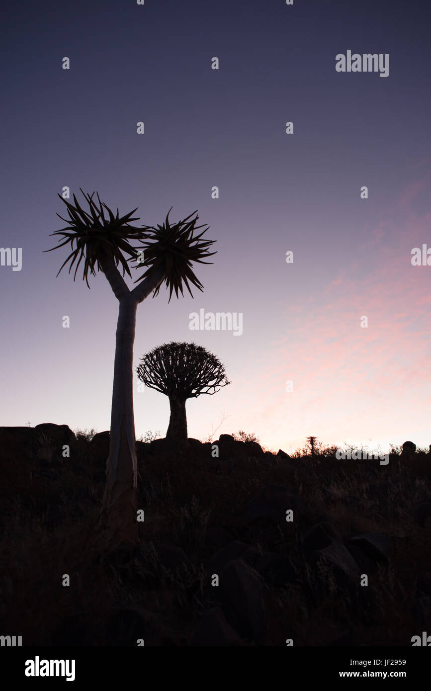 Two Quiver Trees with Sunset Stock Photo - Alamy