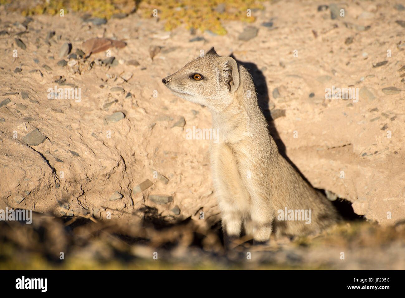 Mongoose looking out for danger hi-res stock photography and images - Alamy