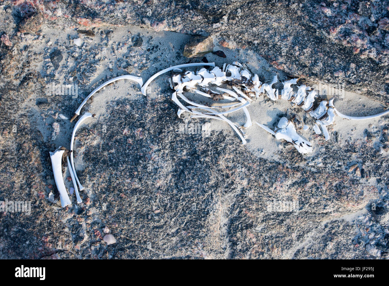 Seal skeleton hi-res stock photography and images - Alamy