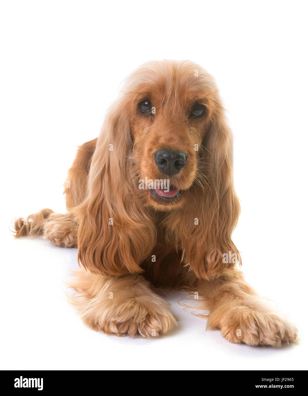 cocker spaniel in front of white background Stock Photo - Alamy