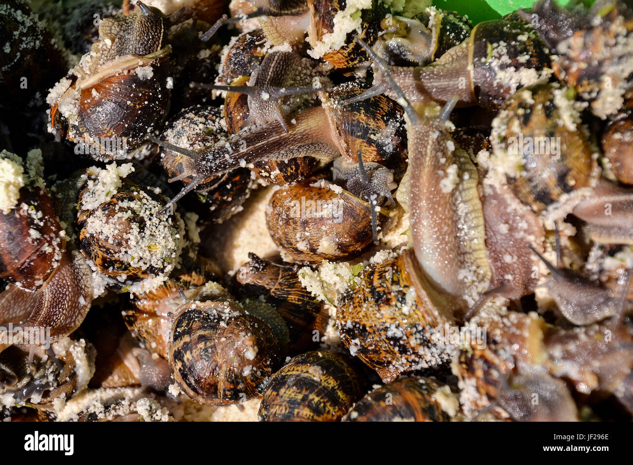 Edible snail escargot Stock Photo - Alamy