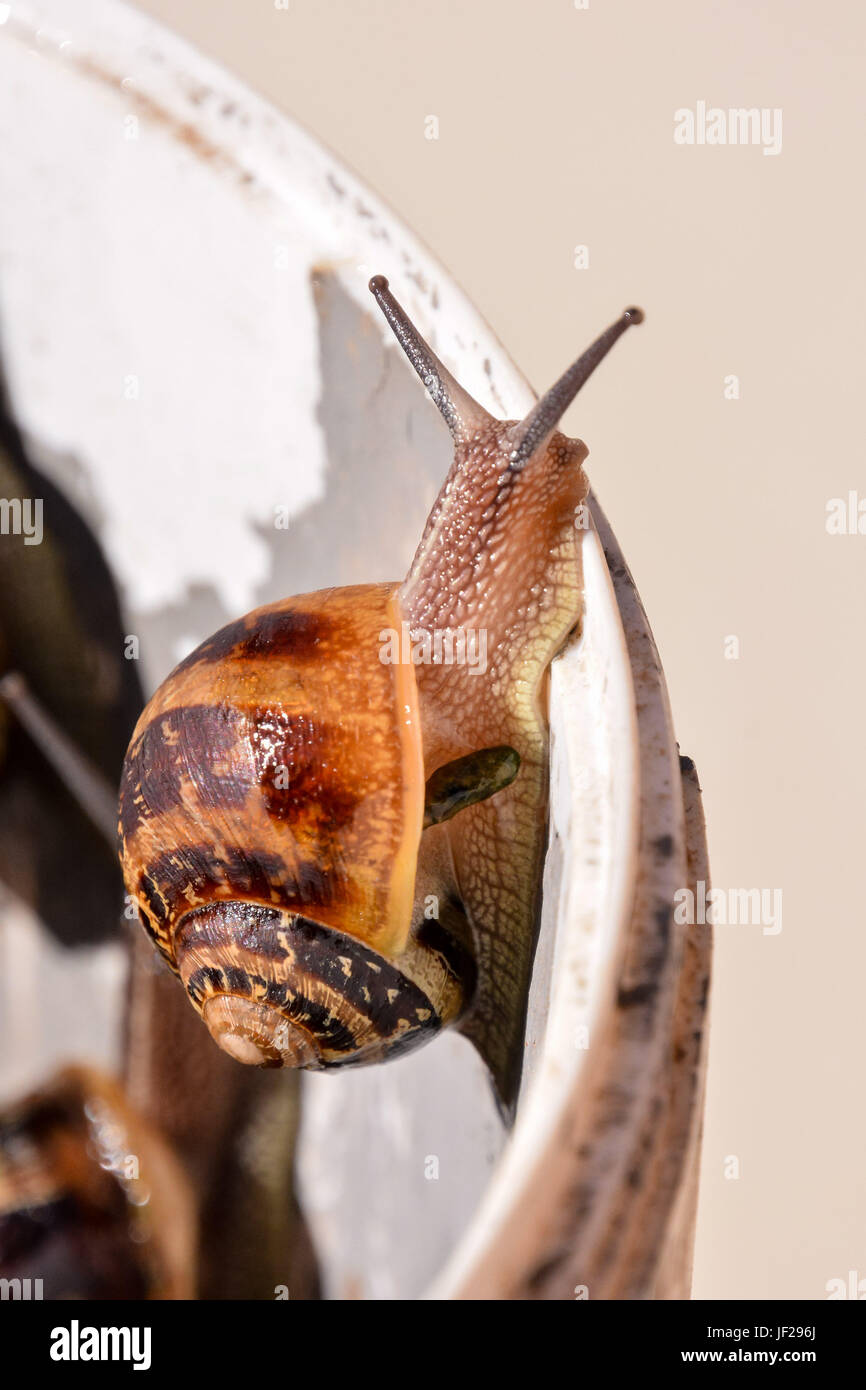 Edible snail or escargot hi-res stock photography and images - Alamy