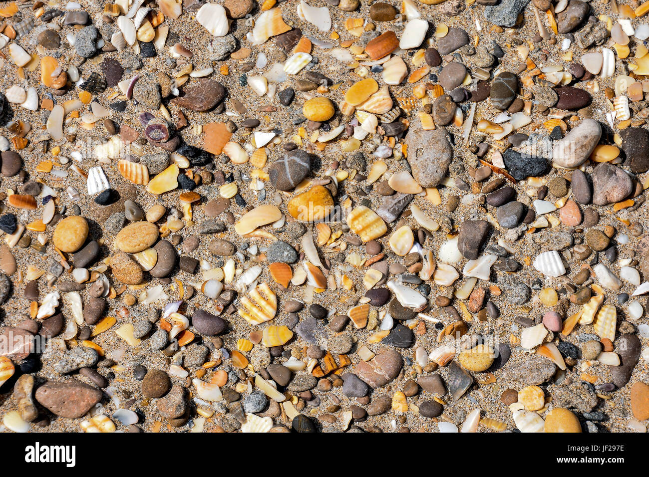 sea shells on sand background Stock Photo - Alamy