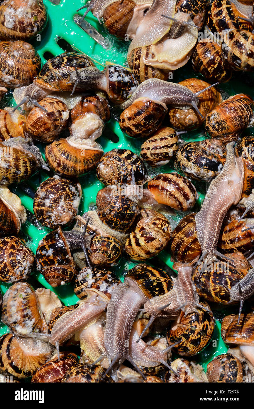 Edible snail escargot Stock Photo - Alamy