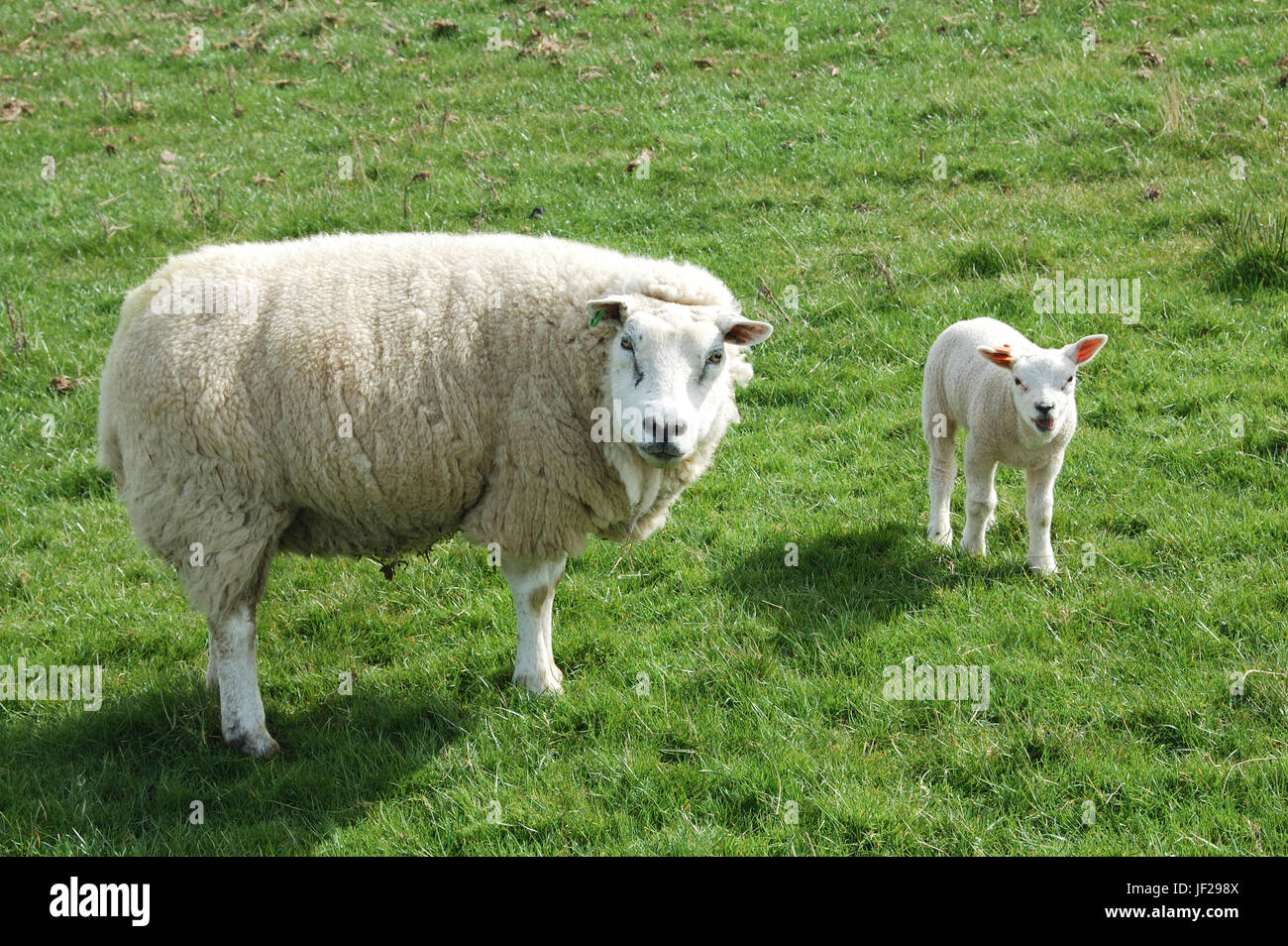 border sheep with lamb looking at me Stock Photo - Alamy