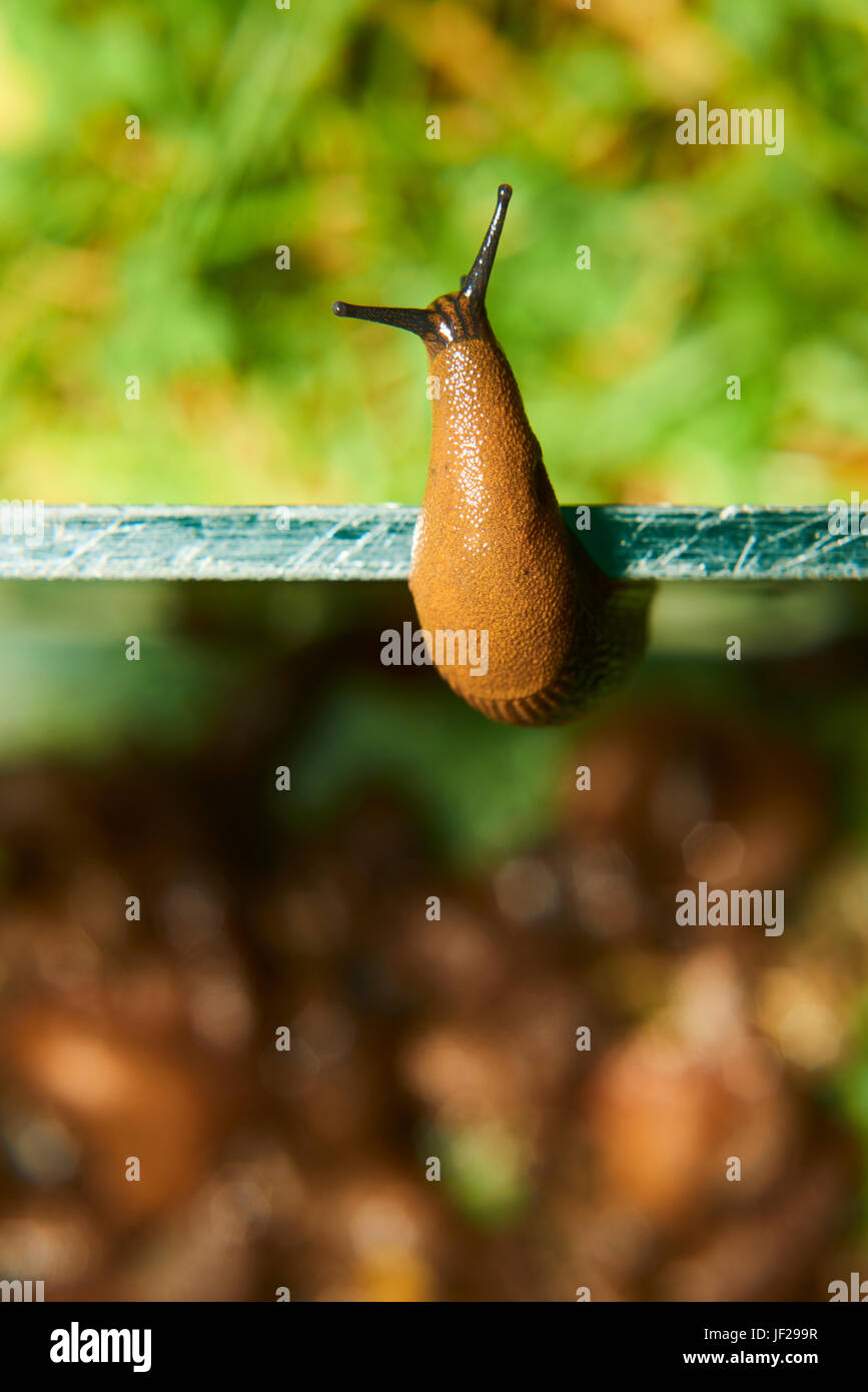 Escape of slug from aquarium where are collected from garden. Spanish ...