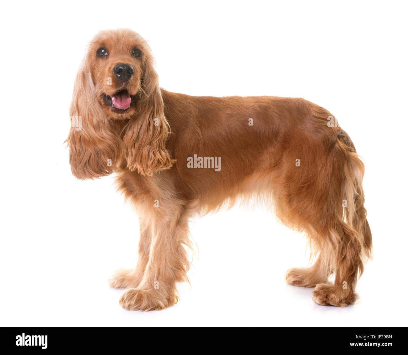 cocker spaniel in front of white background Stock Photo - Alamy
