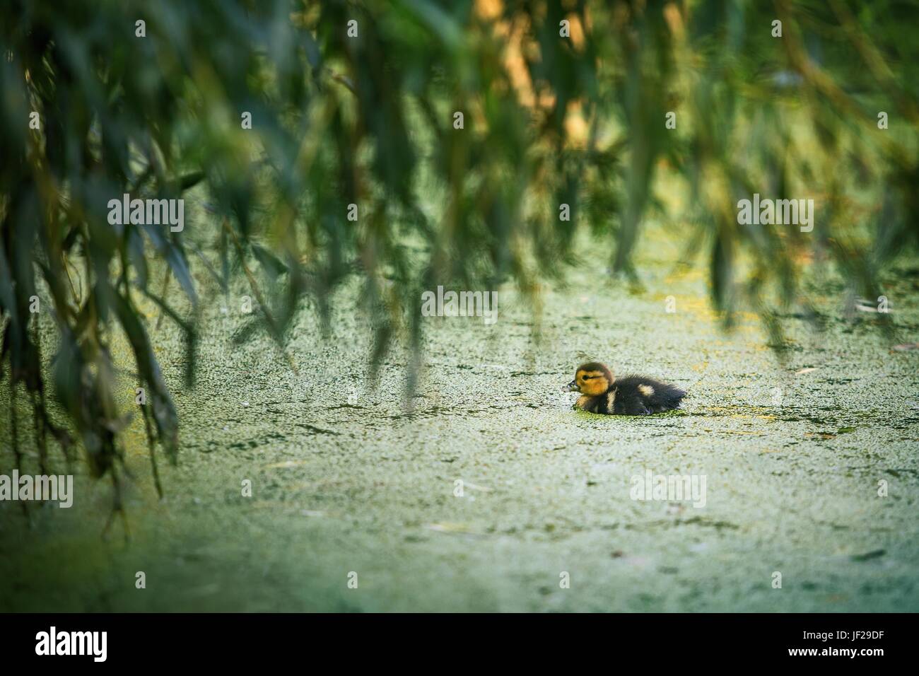 Cute little duckling swimming in water Stock Photo - Alamy