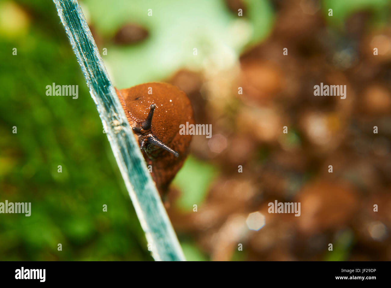 Escape of slug from aquarium where are collected from garden. Spanish ...