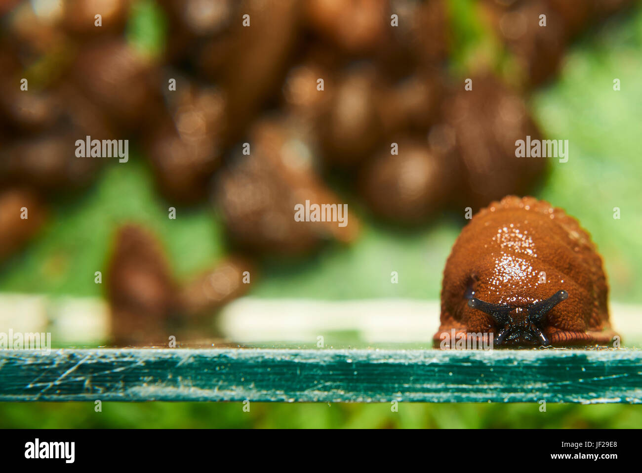 Escape of slug from aquarium where are collected from garden. Spanish ...