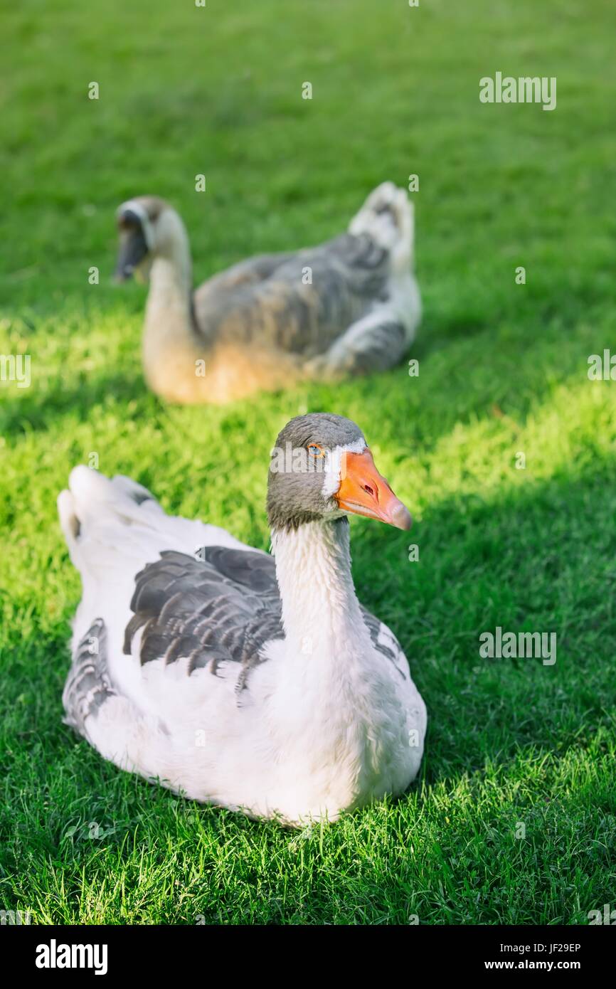 Grey goose russia hi-res stock photography and images - Alamy