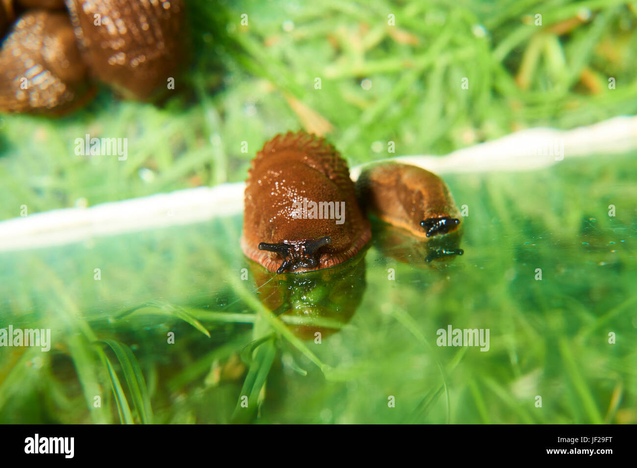 Escape of slug from aquarium where are collected from garden. Spanish ...