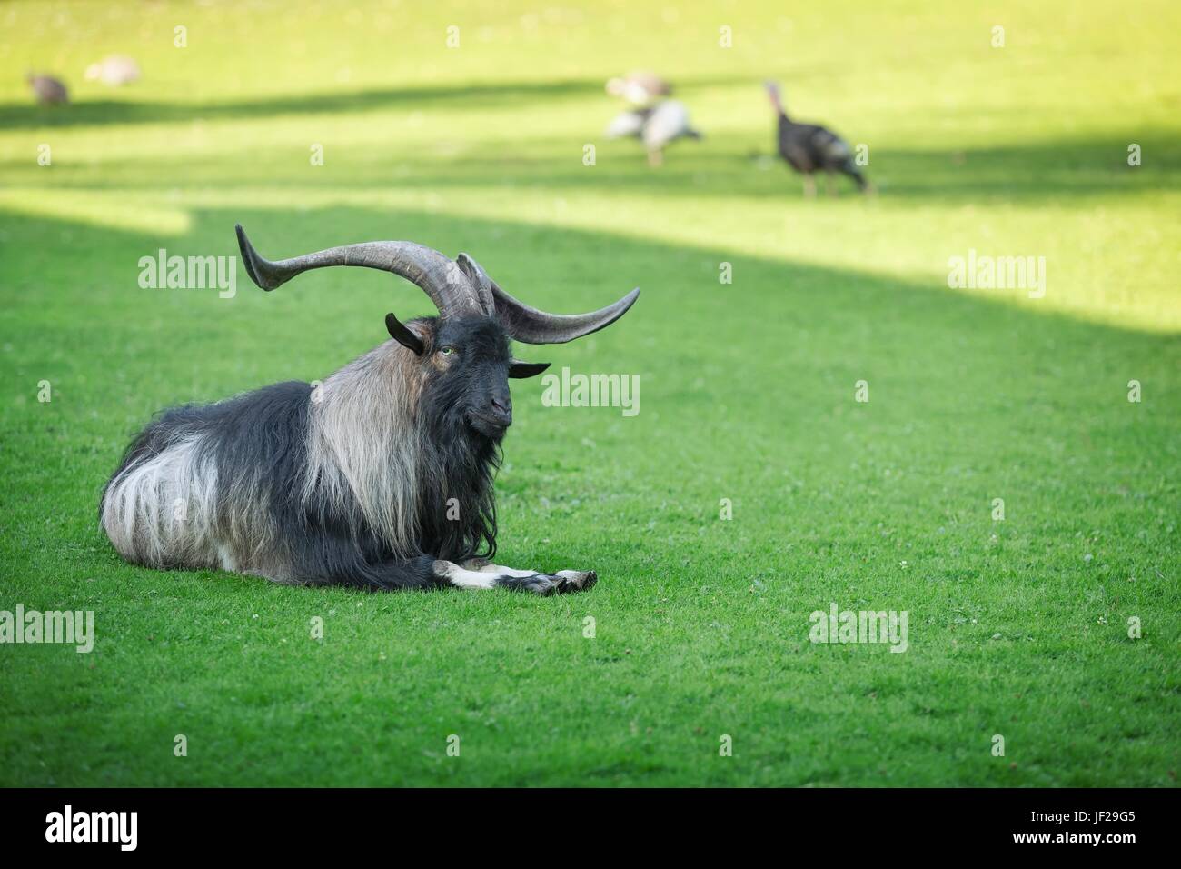 Goats on the goat farm Stock Photo - Alamy