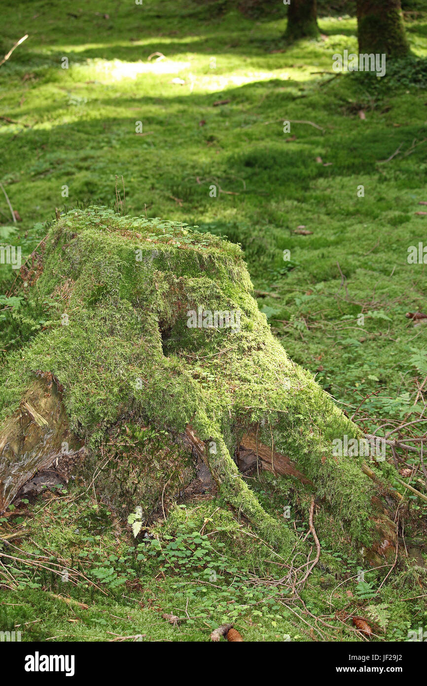 Baumstock hi-res stock photography and images - Alamy