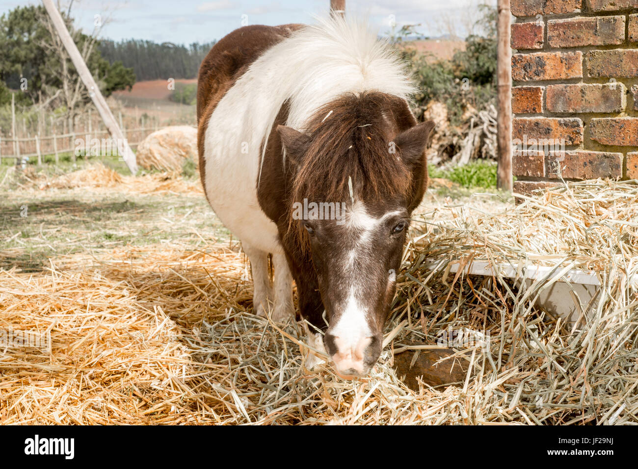 Small Pony Eating Hay High Resolution Stock Photography and Images - Alamy