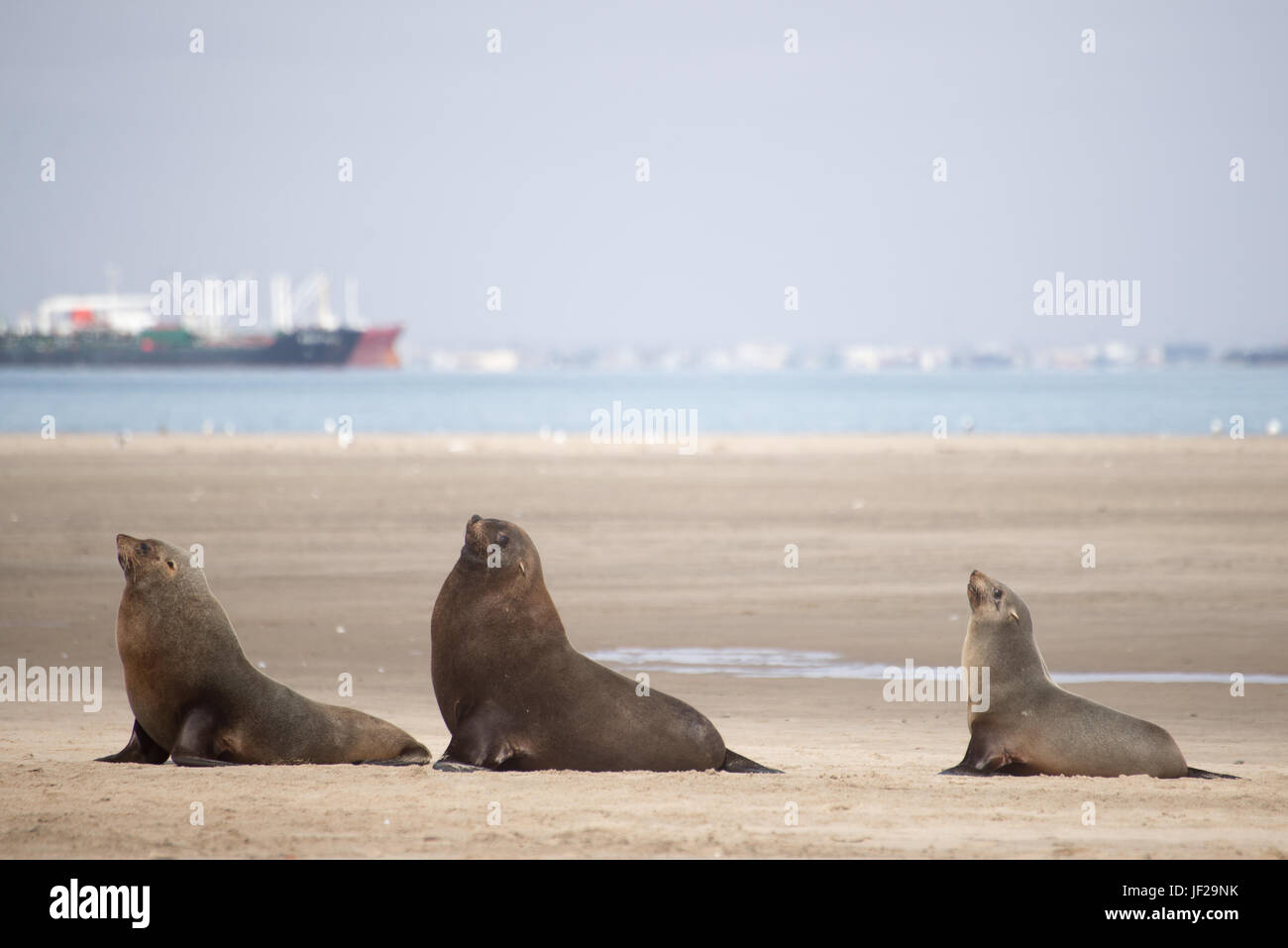 Three Seals on the Beach Stock Photo - Alamy