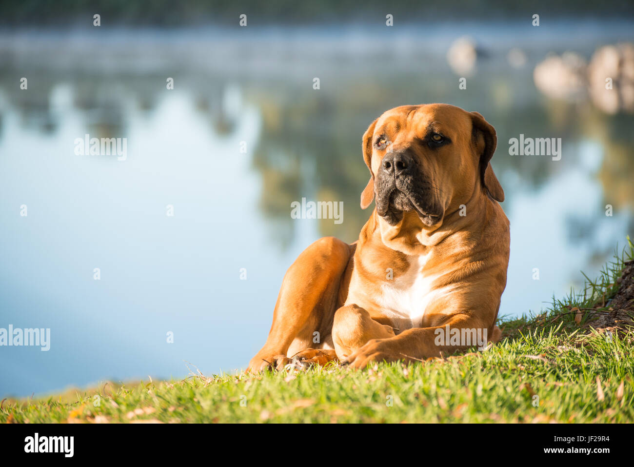 Young Male Boerboel Dog Stock Photo - Alamy