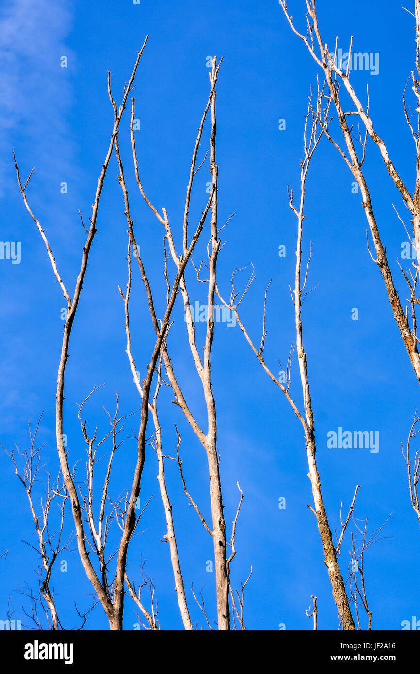 Single old and dead tree branch Stock Photo - Alamy