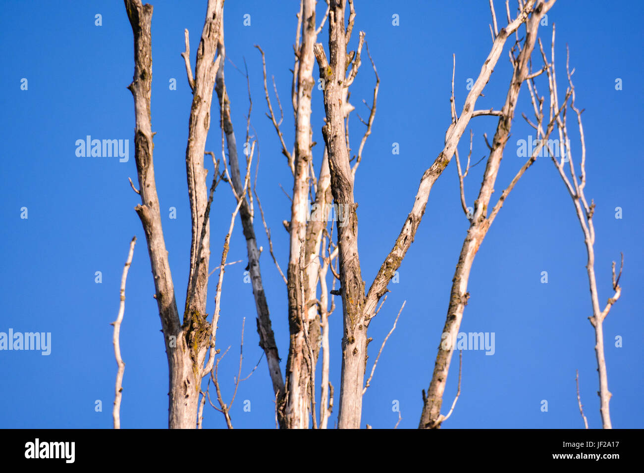 Single old and dead tree branch Stock Photo - Alamy