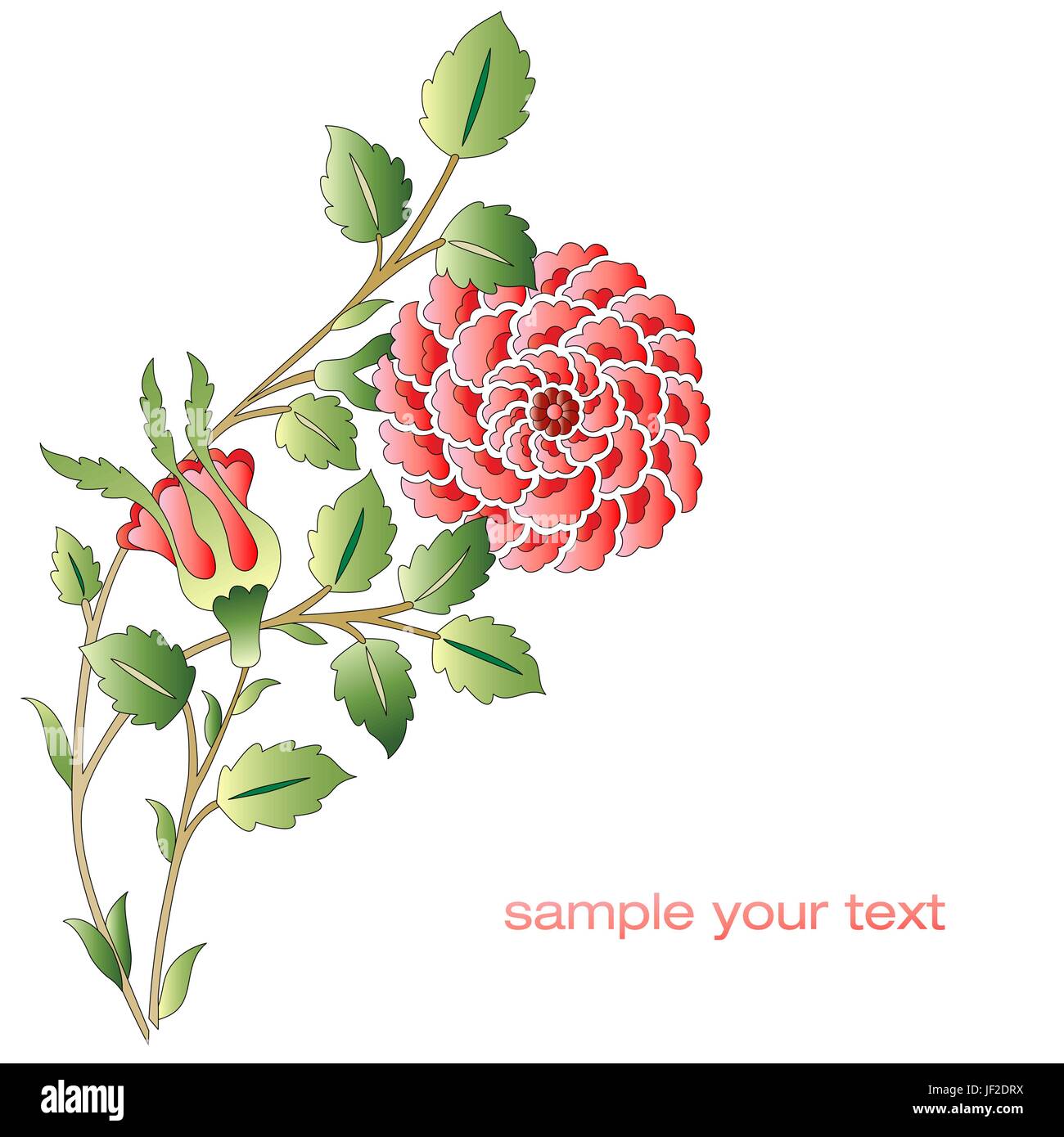 isolated, flower, plant, rose, bud, bush, bouquet, backdrop, background ...