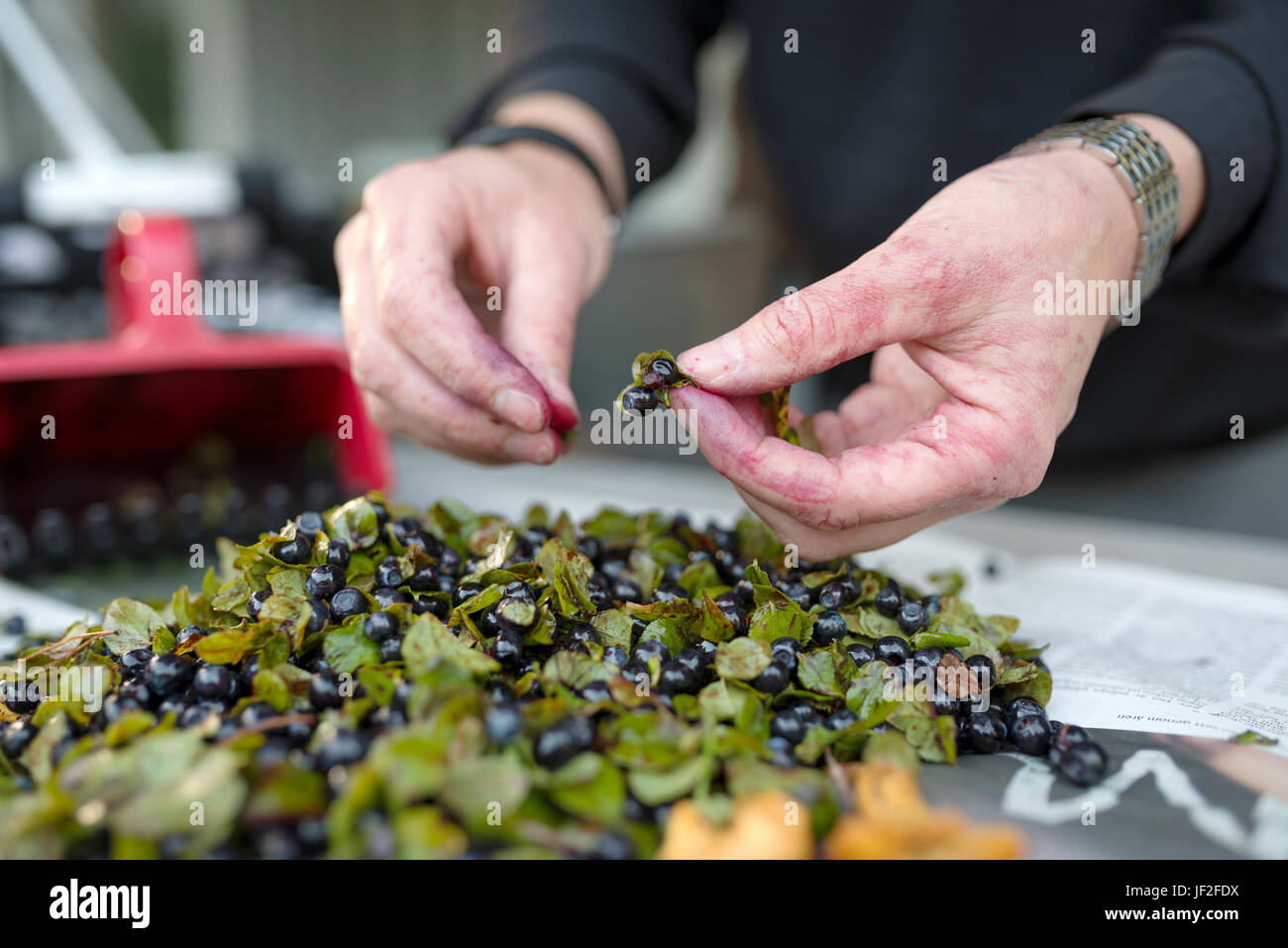Woman and blueberries horizontal hi-res stock photography and images ...