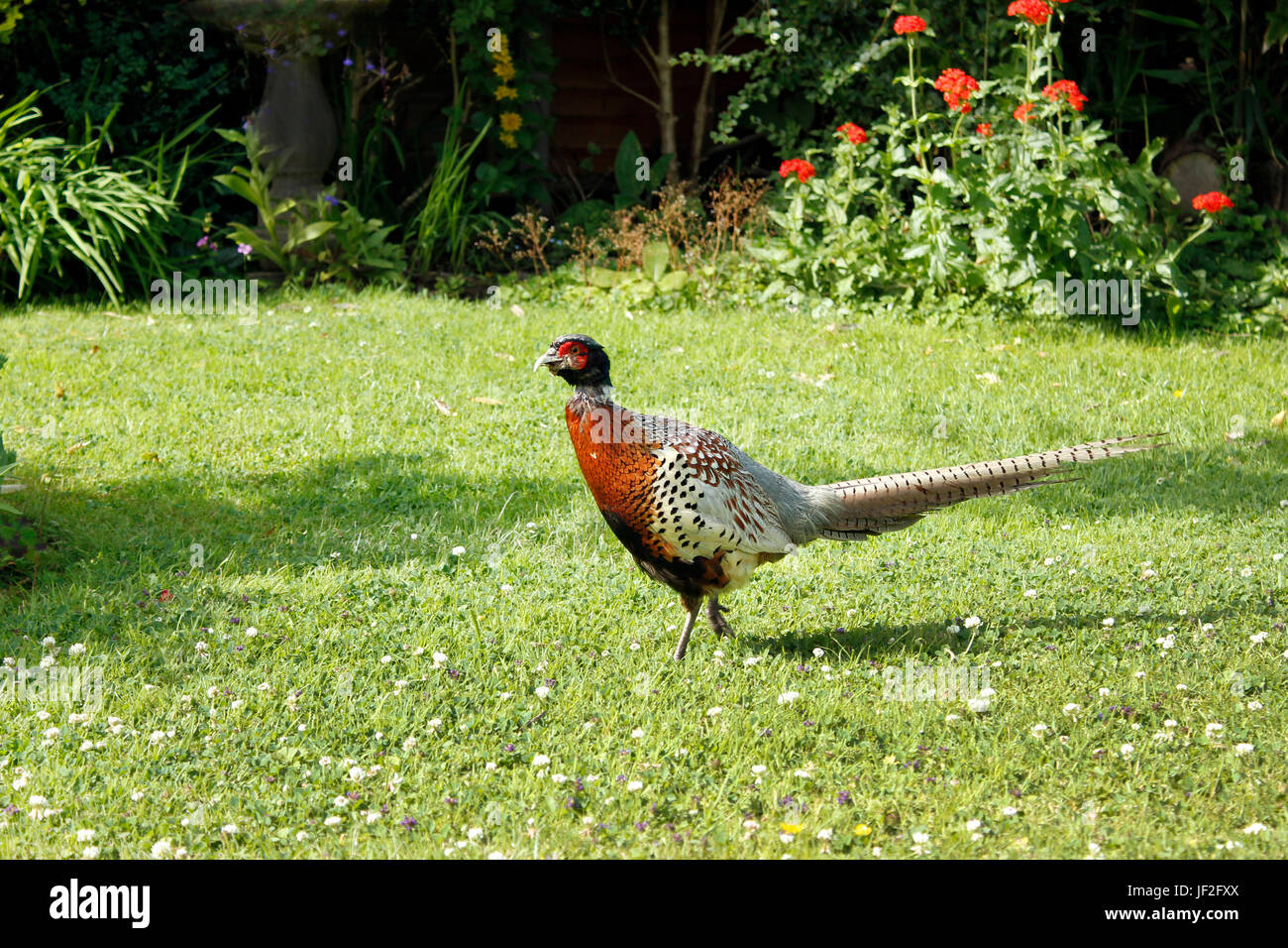 Wild cock pheasant in English garden Stock Photo - Alamy