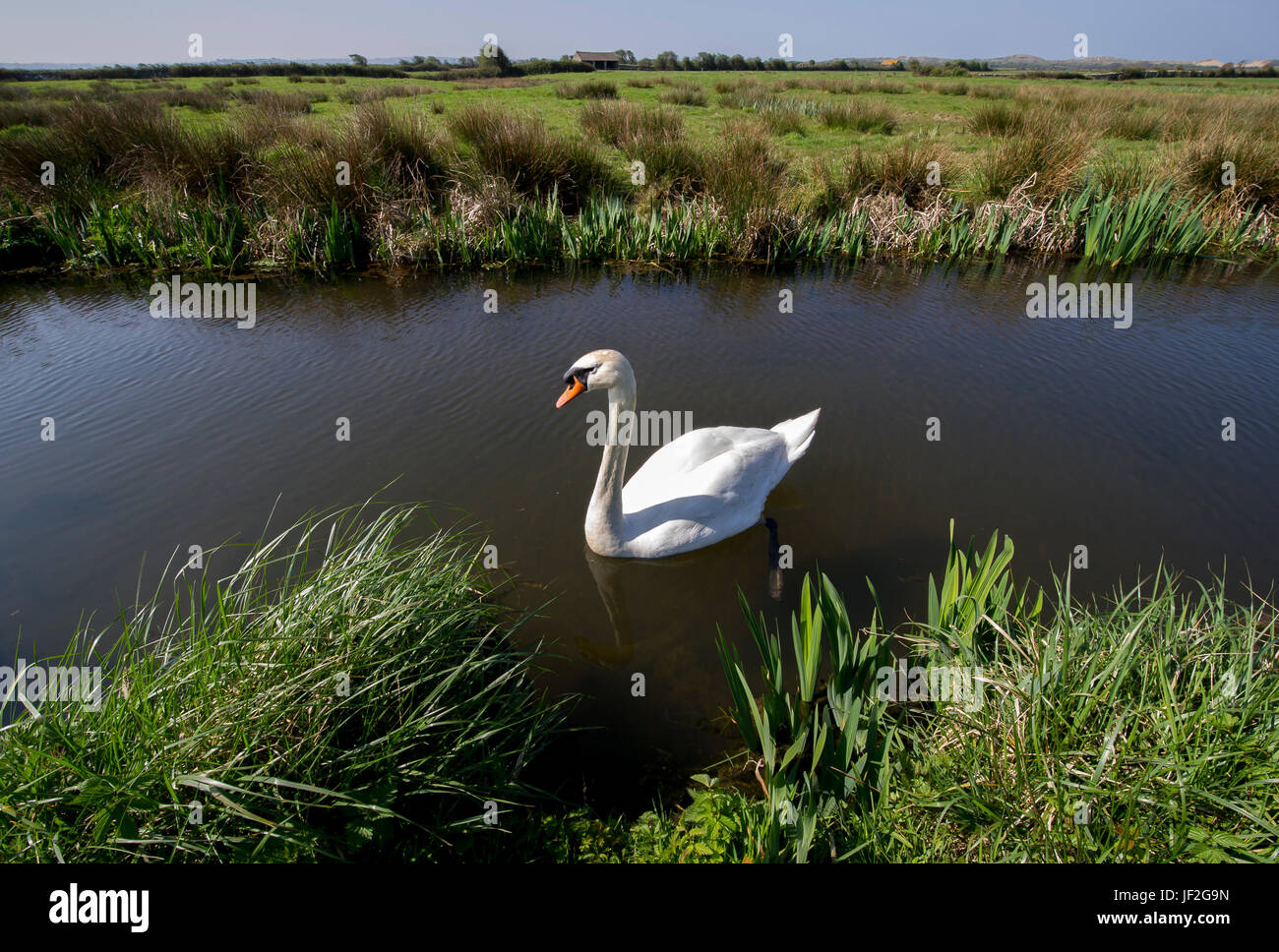 A wild swan in the waterways at Braunton burrows, Braunton, Devon, Uk ...