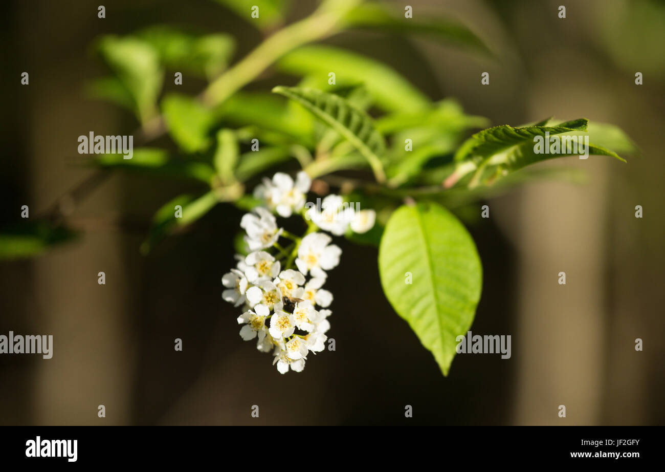 Ful tree hi-res stock photography and images - Alamy