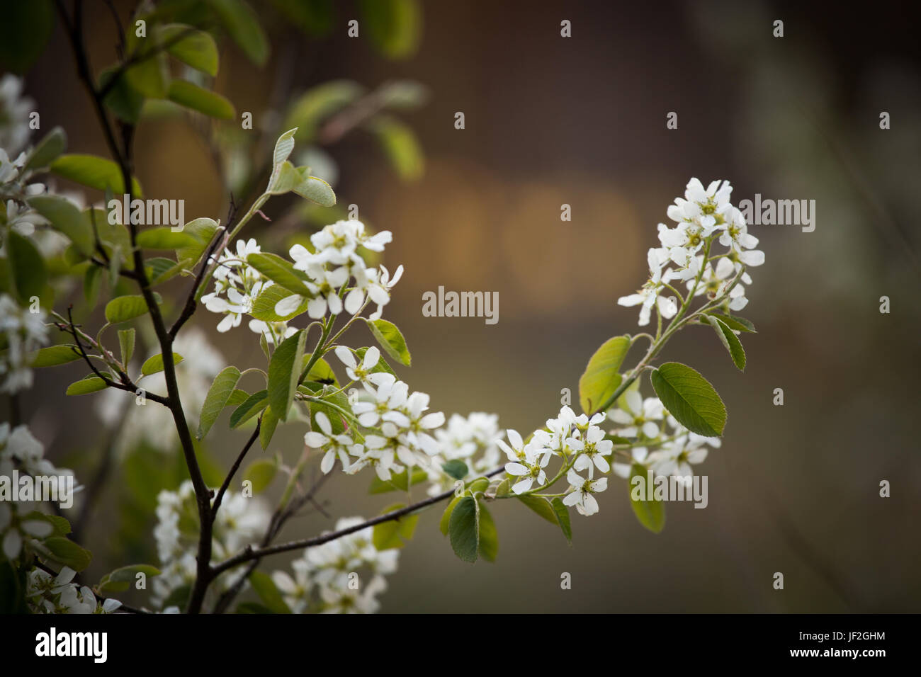 Ful sun plant hi-res stock photography and images - Alamy