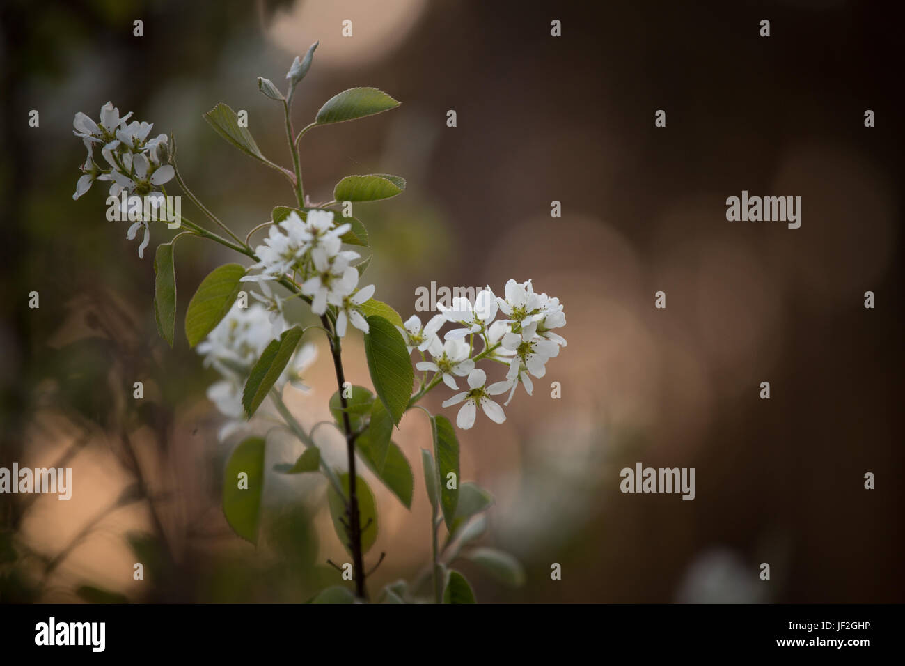 Ful tree hi-res stock photography and images - Alamy