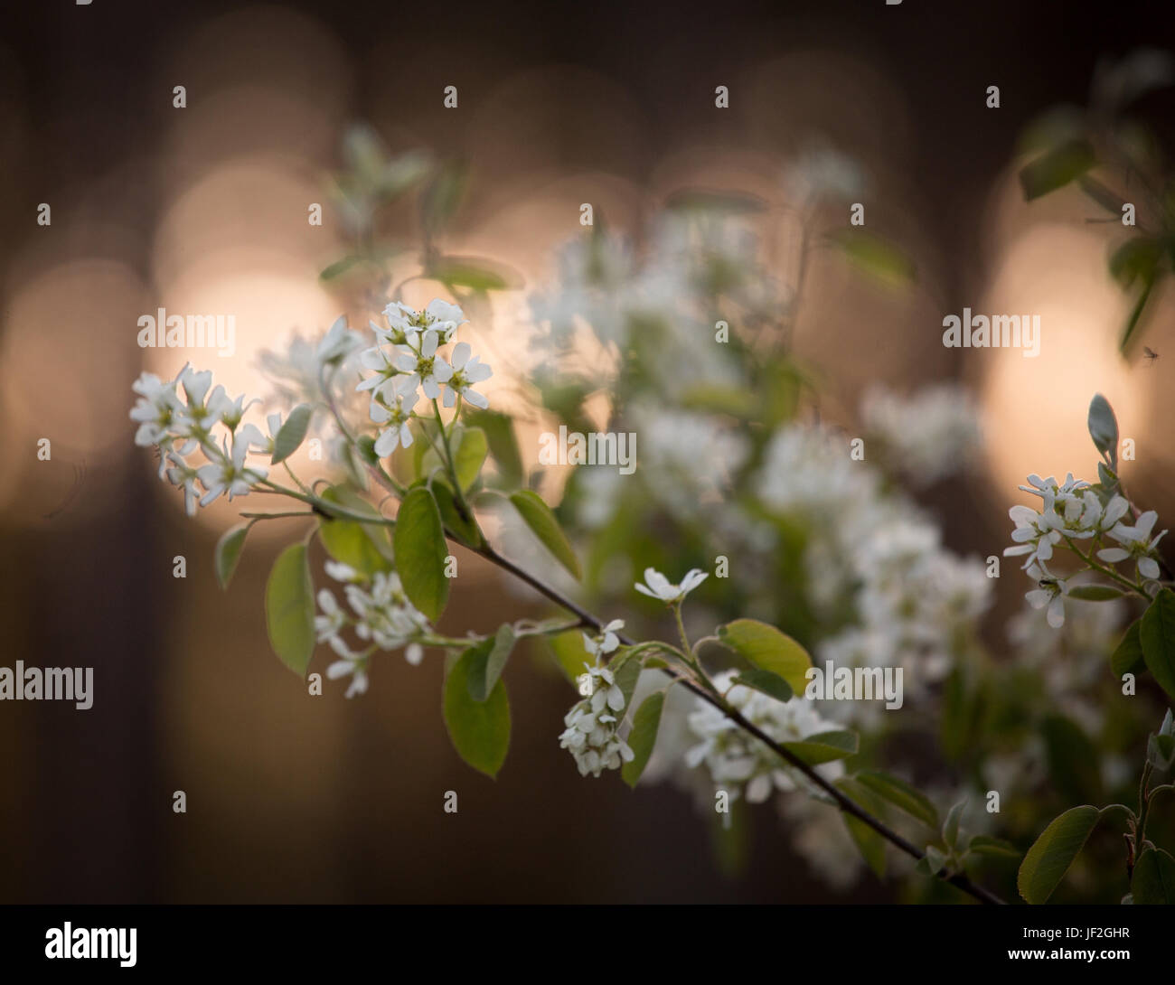 Ful sun plant hi-res stock photography and images - Alamy