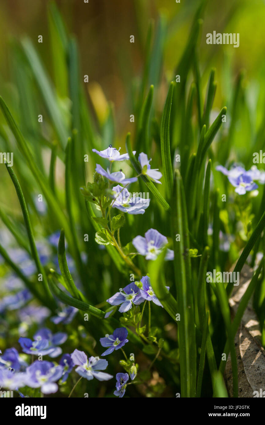 Beautiful small blue flowers in the grass in spring Stock Photo - Alamy
