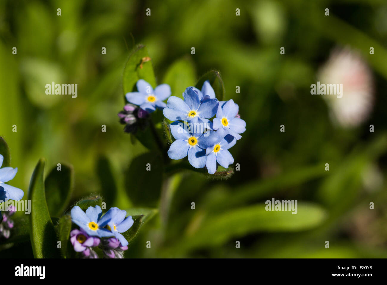 Beautiful blue flowers in natural habitat Stock Photo - Alamy