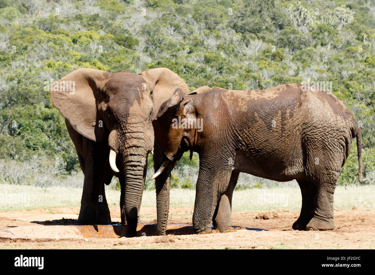 Hi Brother - Two male African Bush Elephants Stock Photo - Alamy