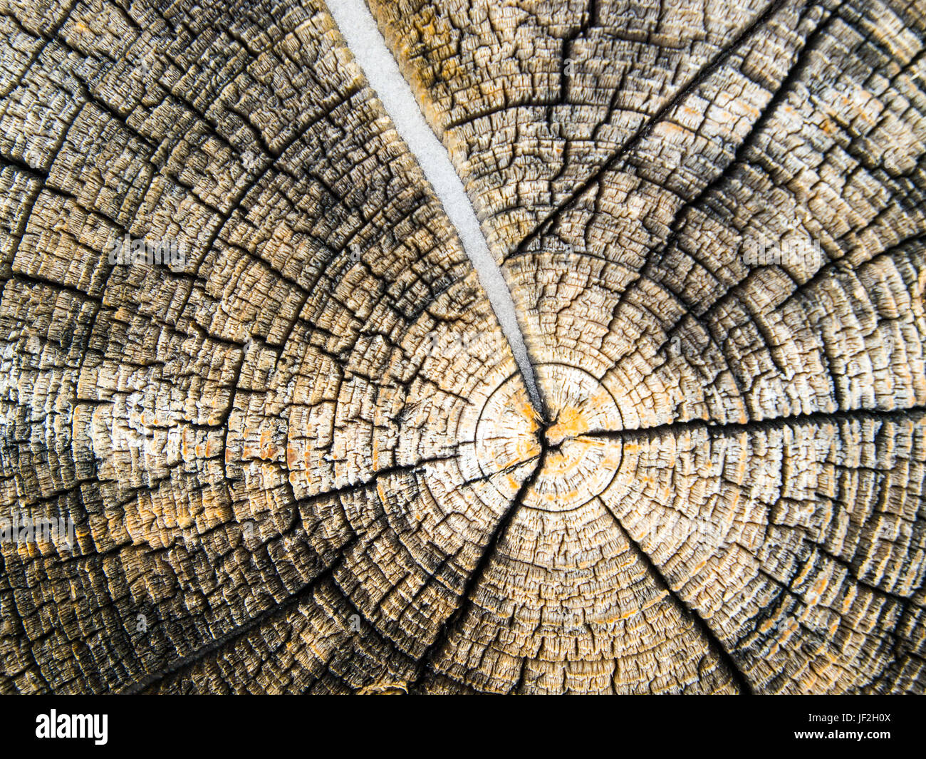 Log section hi-res stock photography and images - Alamy
