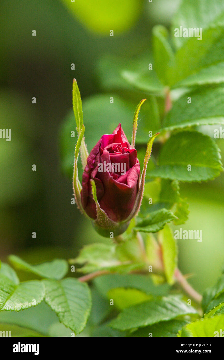 Beautiful wild rose on a natural background in summer Stock Photo - Alamy
