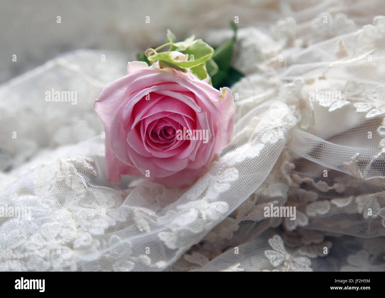 Pink rose on a background of a veil Stock Photo - Alamy