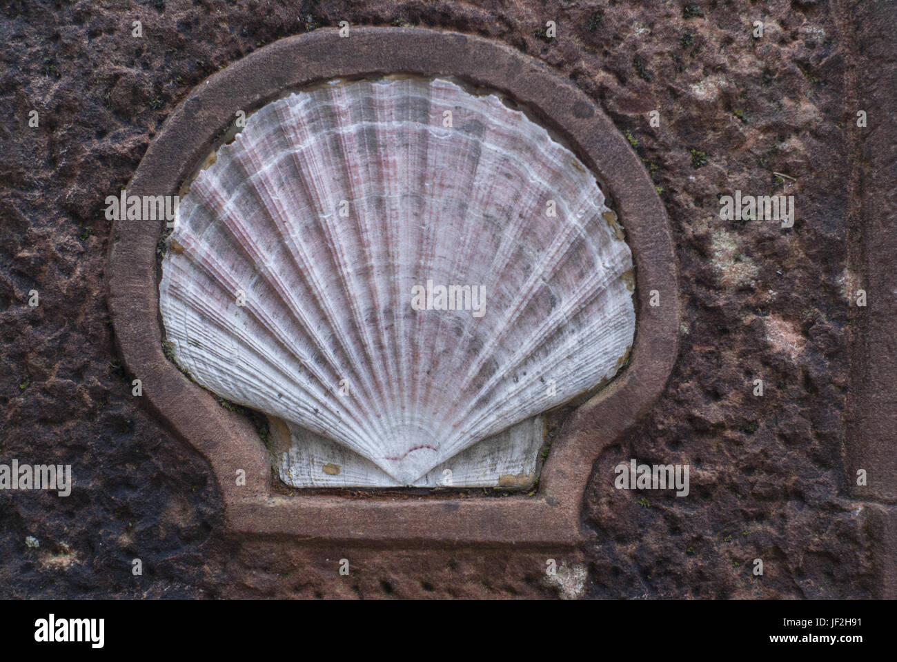 Scallop as Symbol for Pilgrim's Path Stock Photo - Alamy