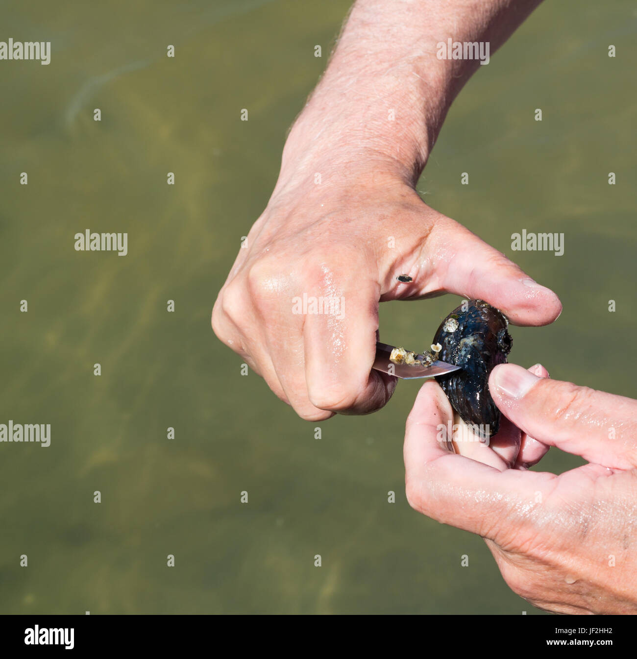 Close-up of bare hands of man cleaning self-picked blue mussel with ...