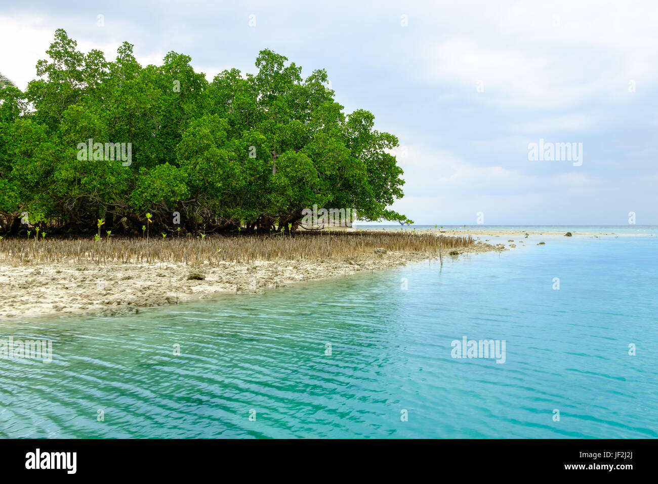 Mangrove island forest hi-res stock photography and images - Alamy