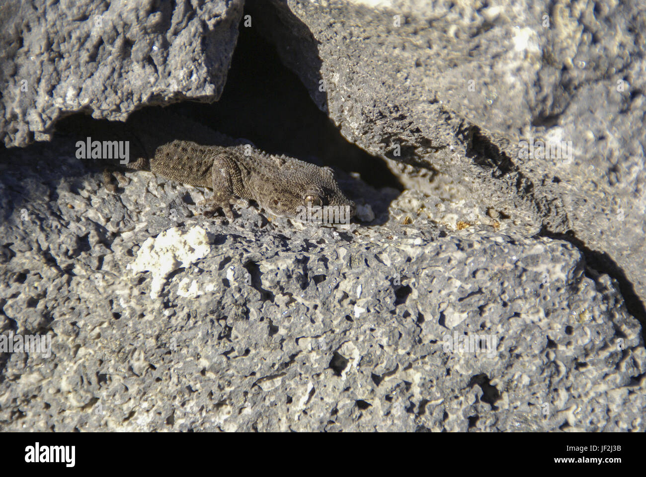 Kanarische insel gecko hi-res stock photography and images - Alamy